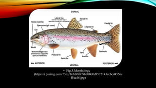 Rainbow Trout Fish Introduction, Morphology & it's Characteristics. | PPTX