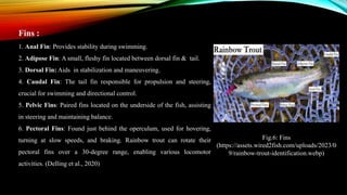 Rainbow Trout Fish Introduction, Morphology & it's Characteristics. | PPTX
