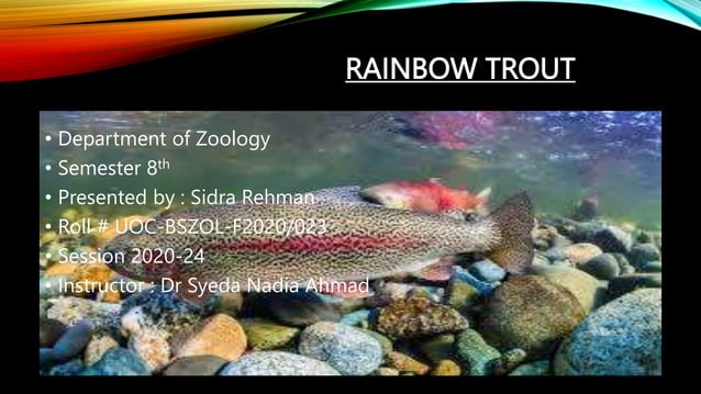 Rainbow Trout Fish Introduction, Morphology & it's Characteristics. | PPTX