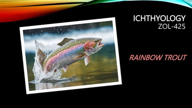 Rainbow Trout Fish Introduction, Morphology & it's Characteristics. | PPTX