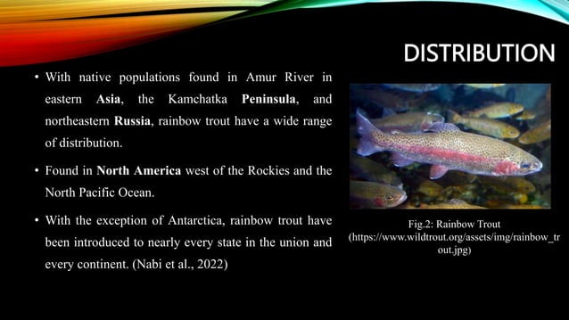 Rainbow Trout Fish Introduction, Morphology & it's Characteristics. | PPTX
