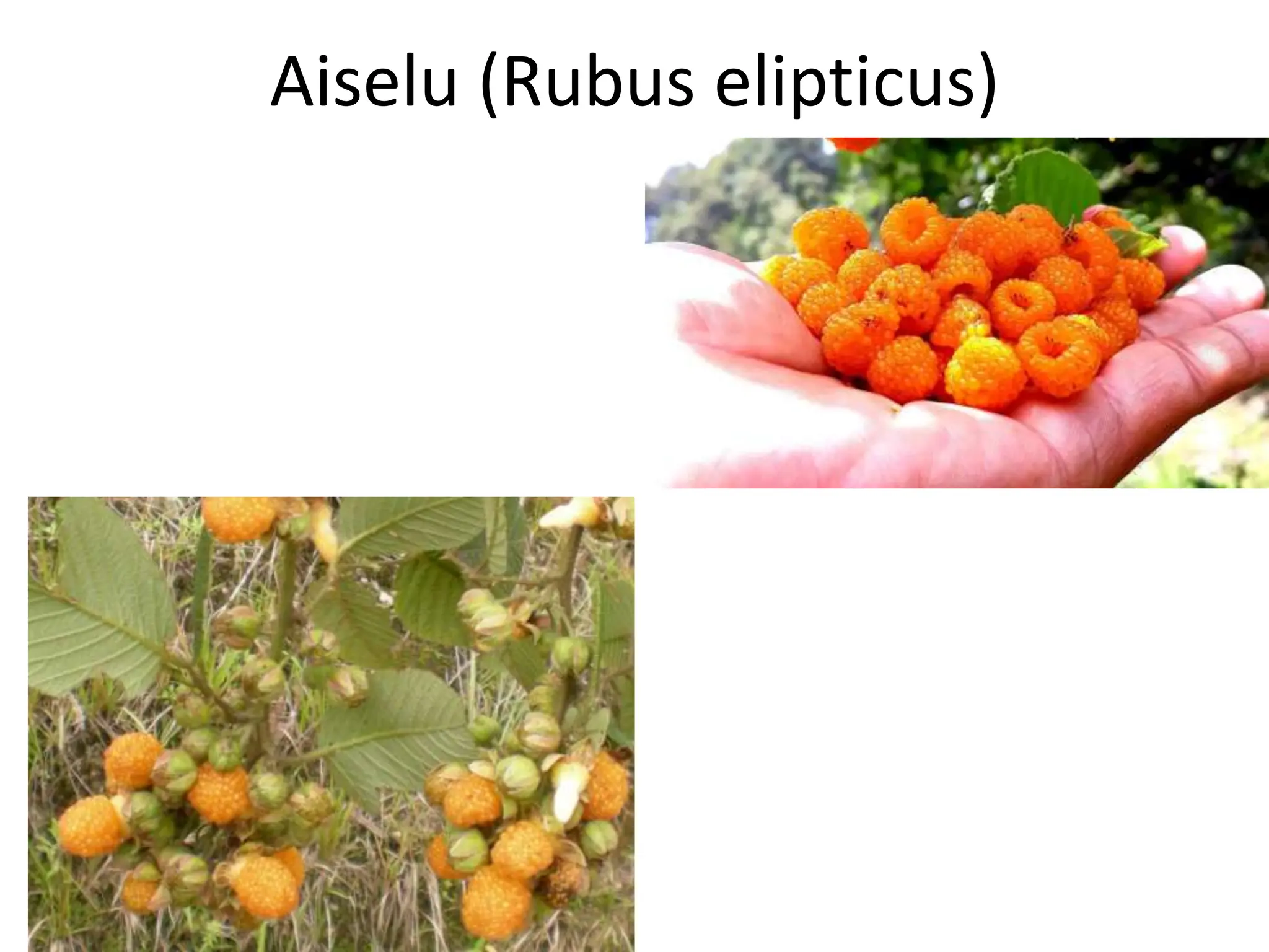 23. Importance and prospect of Indigenous horticulture crops.pptx ...