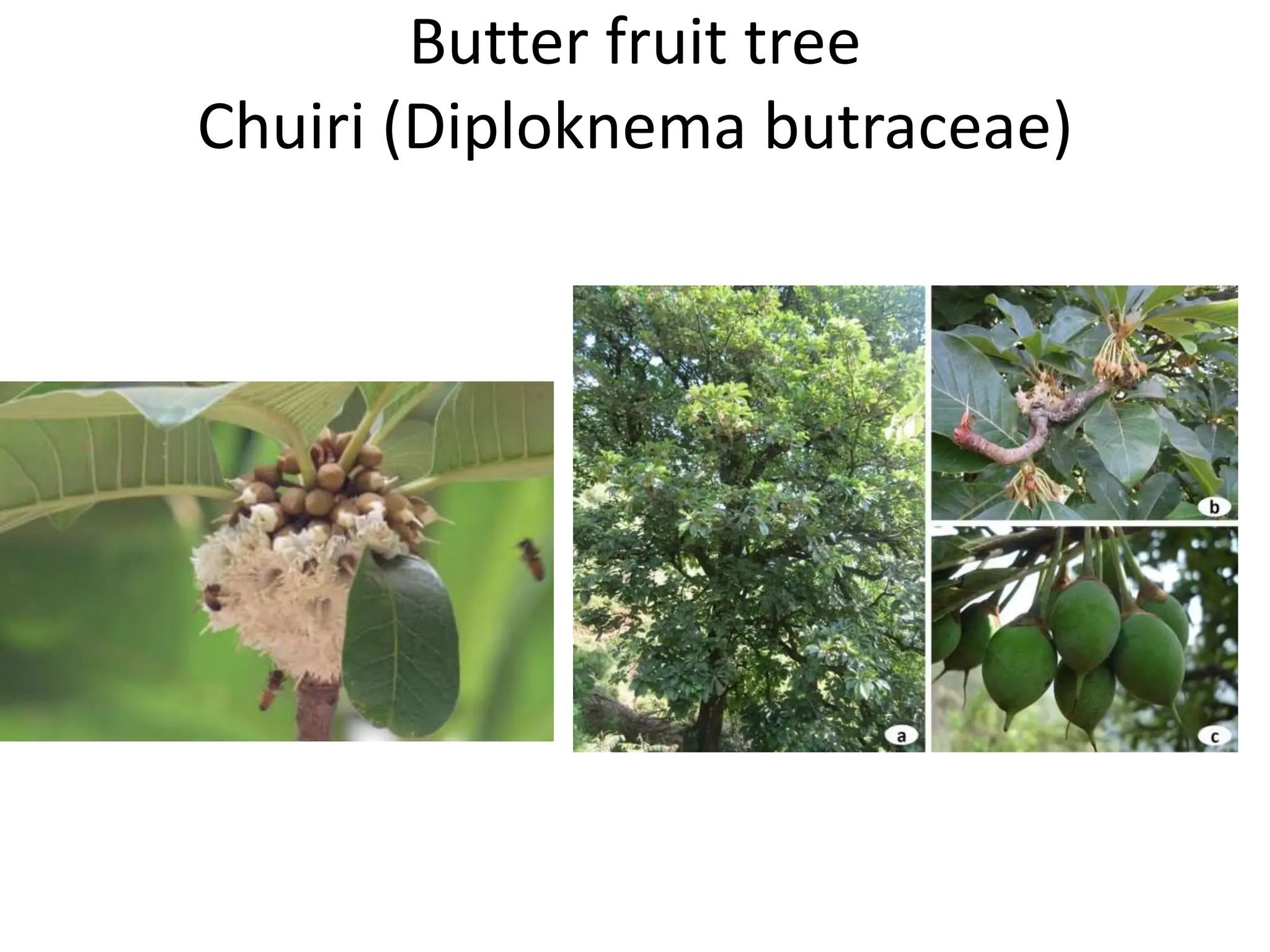 23. Importance and prospect of Indigenous horticulture crops.pptx ...