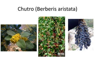 23. Importance and prospect of Indigenous horticulture crops.pptx