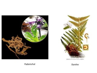 23. Importance and prospect of Indigenous horticulture crops.pptx
