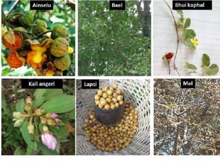 23. Importance and prospect of Indigenous horticulture crops.pptx ...