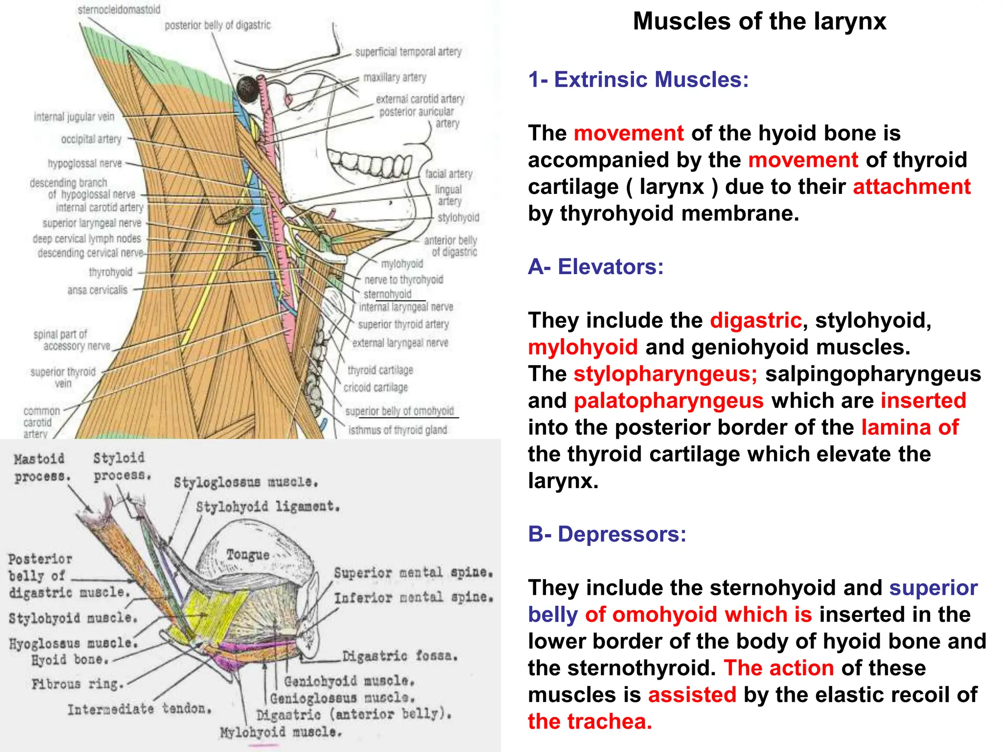23. larynx.ppt about anatomy of larynx . | PPT | Thyroid Disorders ...
