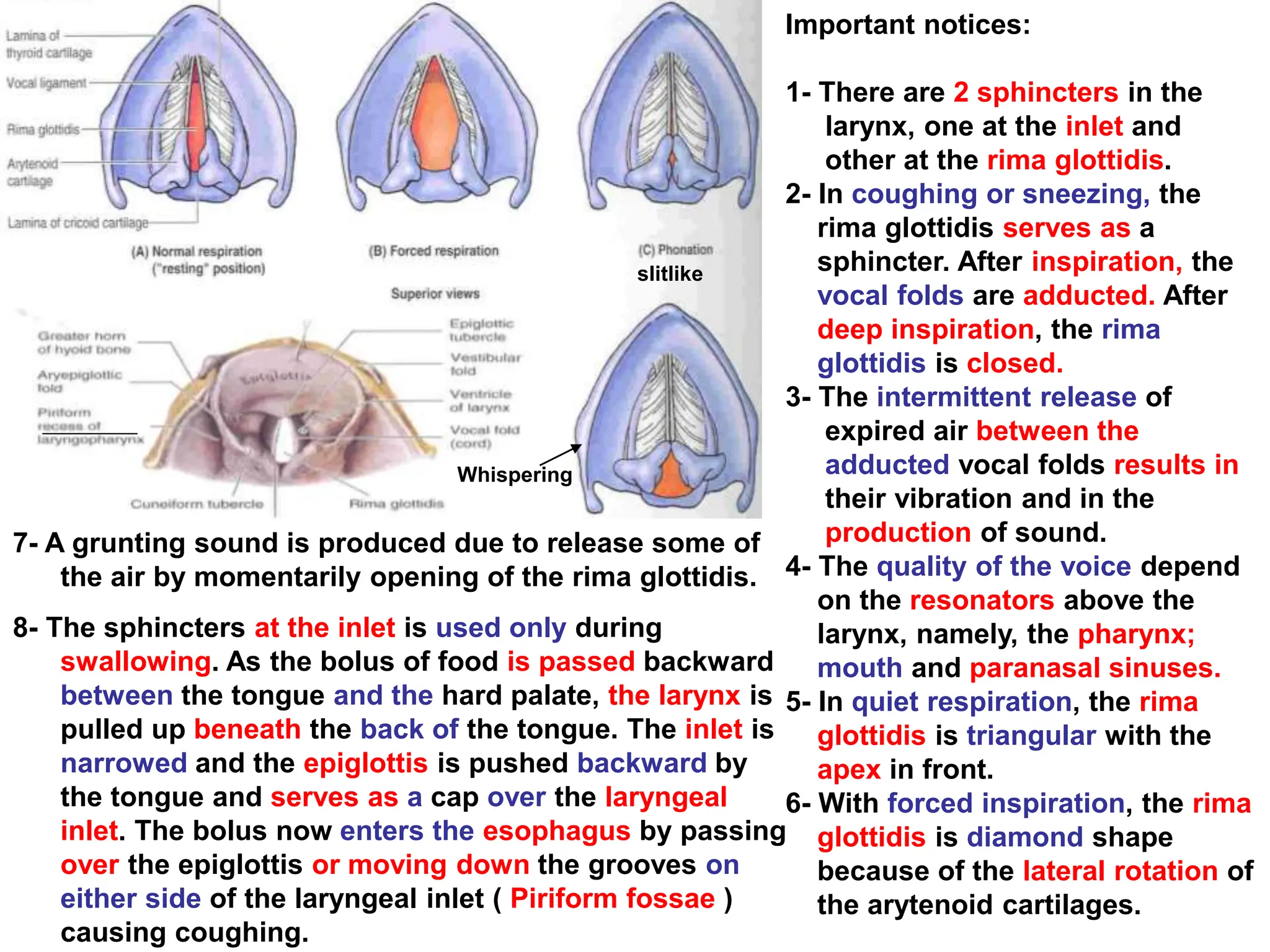 23. larynx.ppt about anatomy of larynx . | PPT | Thyroid Disorders ...