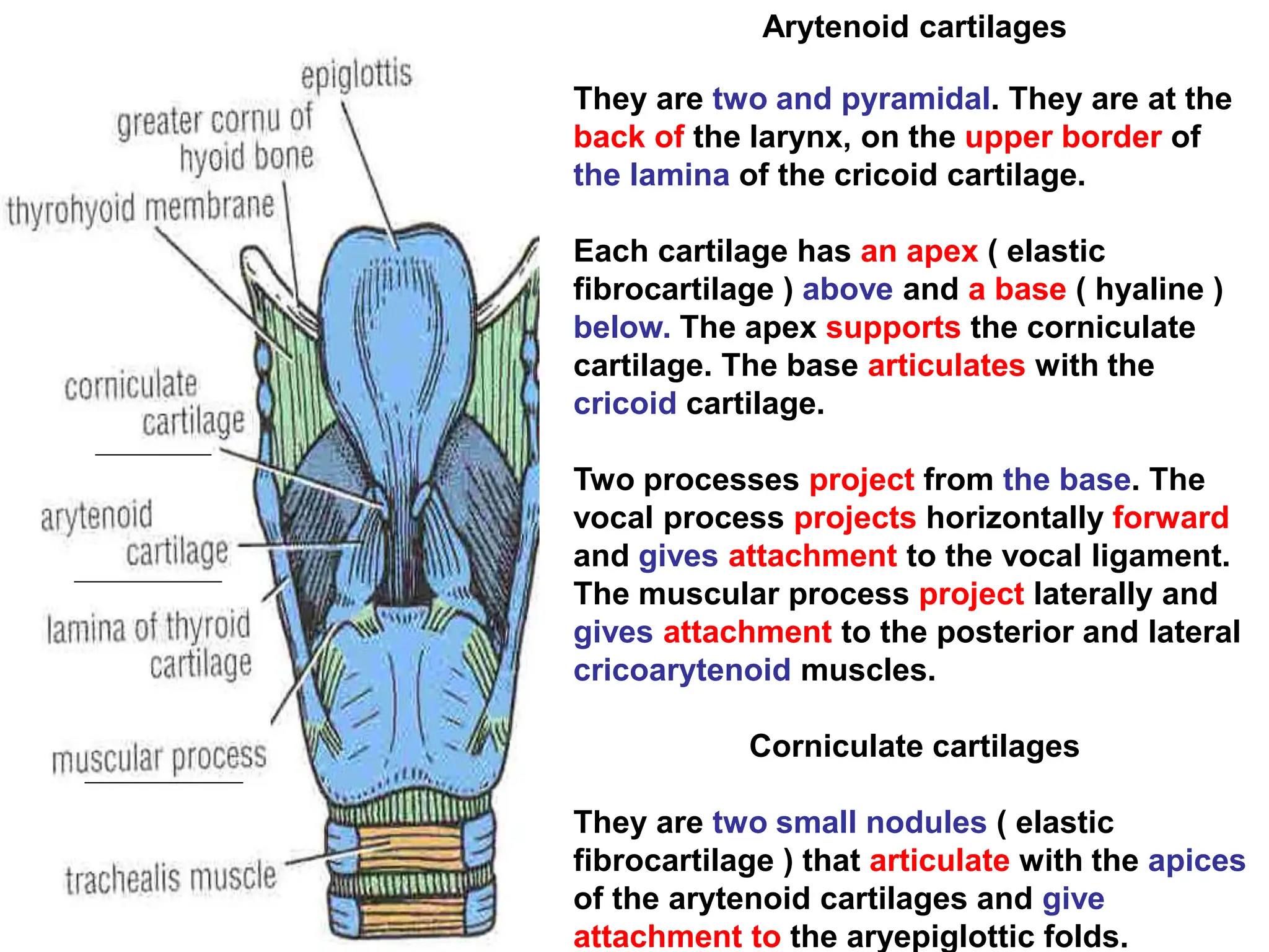 23. larynx.ppt about anatomy of larynx . | PPT | Thyroid Disorders ...