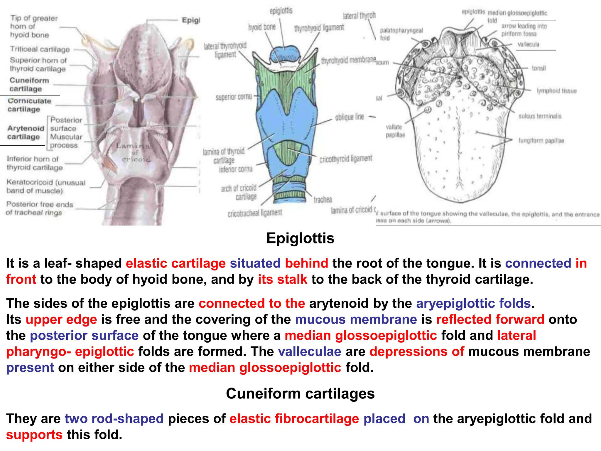 23. larynx.ppt about anatomy of larynx . | PPT | Thyroid Disorders ...