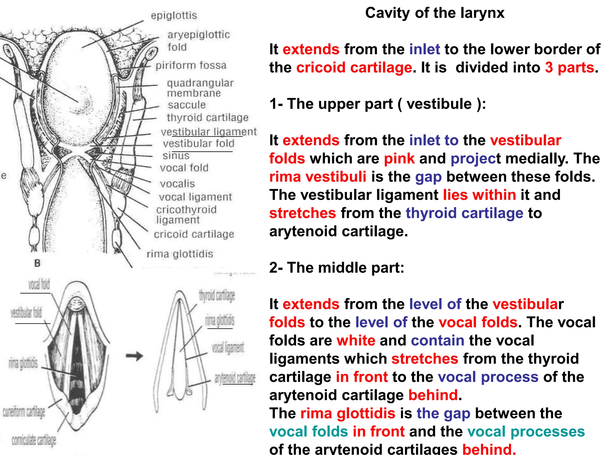 23. larynx.ppt about anatomy of larynx . | PPT | Thyroid Disorders ...