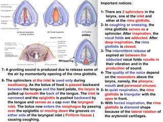 23. larynx.ppt about anatomy of larynx . | PPT