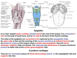 23. larynx.ppt about anatomy of larynx . | PPT