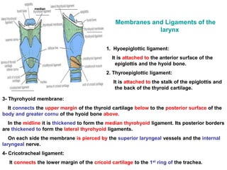 23. larynx.ppt about anatomy of larynx . | PPT