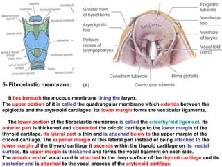 23. larynx.ppt about anatomy of larynx . | PPT