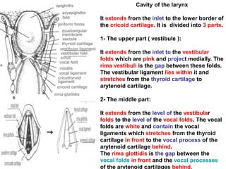 23. larynx.ppt about anatomy of larynx . | PPT