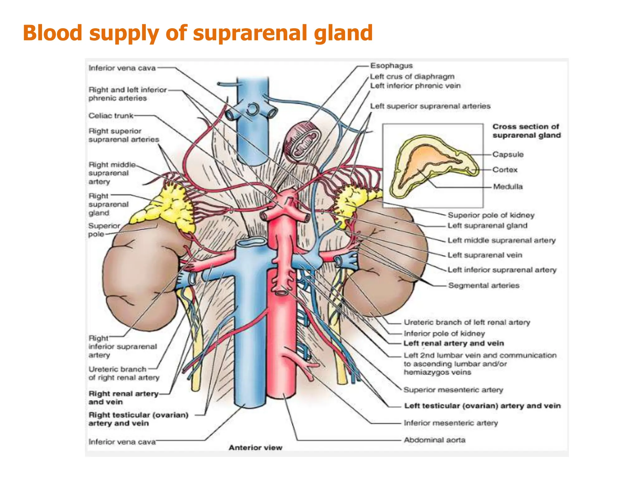 23. Suprarenal Glands PPT.pptxhuidjjhdkkk | PPT