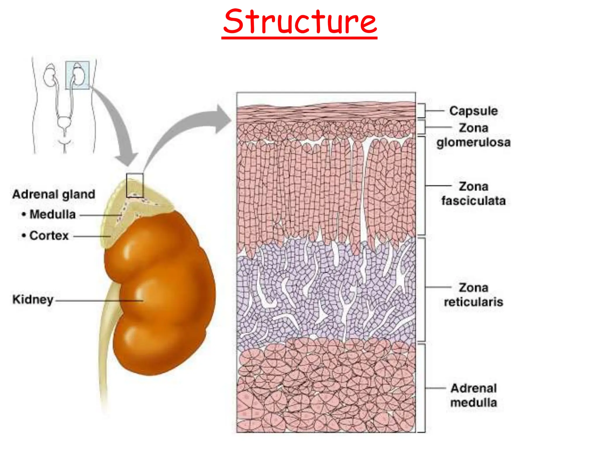 23. Suprarenal Glands PPT.pptxhuidjjhdkkk | PPT
