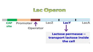 DPT - Biochemistry & Genetics - II (Molecular Biology) Regulation of ...