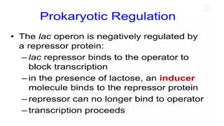 DPT - Biochemistry & Genetics - II (Molecular Biology) Regulation of ...