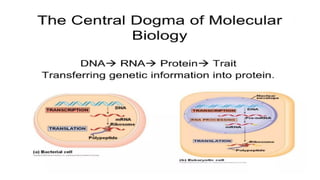 DPT - Biochemistry & Genetics - II (Molecular Biology) Regulation of ...