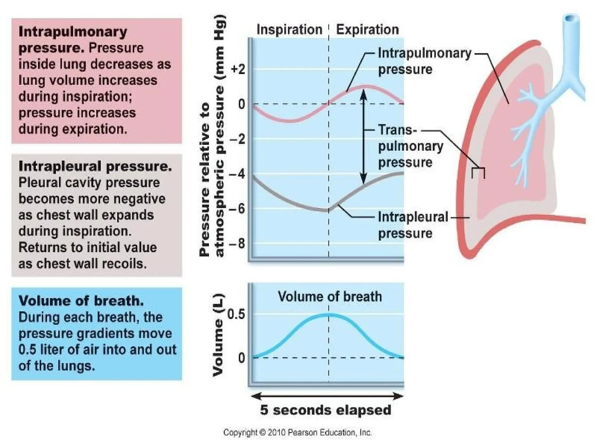 Respiratory Ventilation physiology powerpoint.pptx