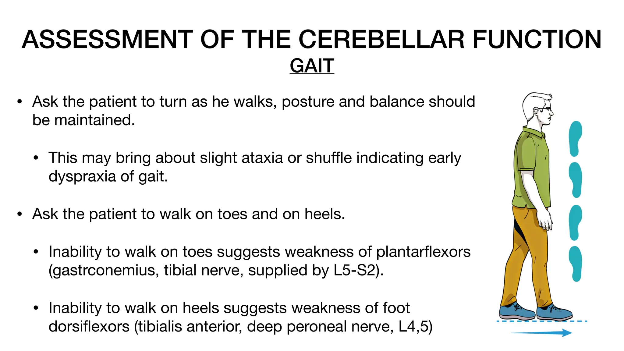 Assessment of the Cerebellar Function.pdf
