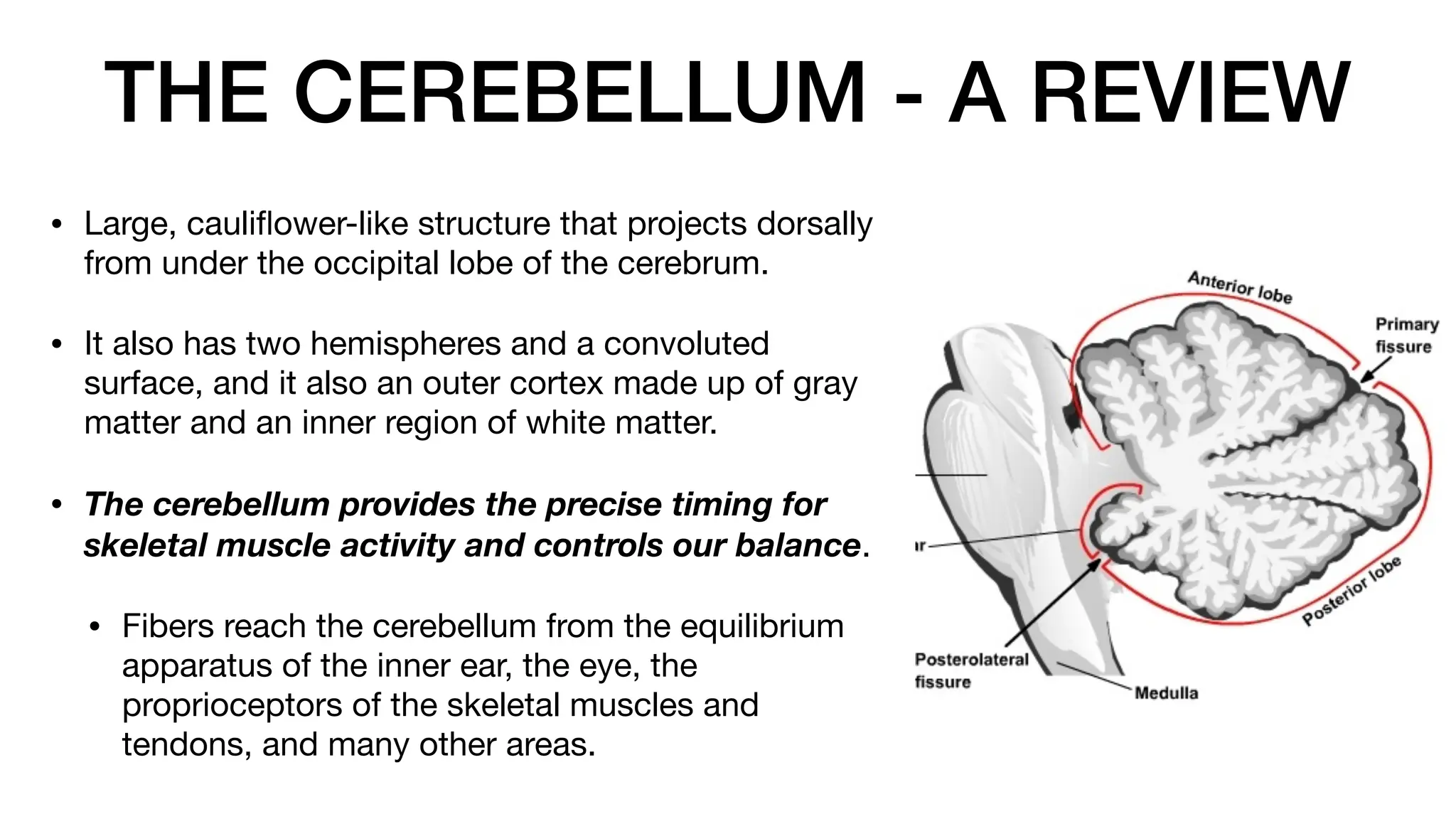 Assessment of the Cerebellar Function.pdf | Foot Health | Diseases and ...