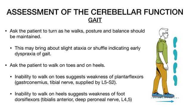 Assessment of the Cerebellar Function.pdf | Foot Health | Diseases and ...