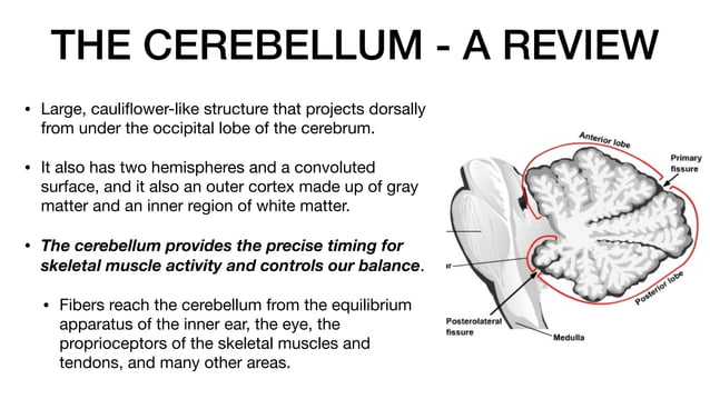 Assessment of the Cerebellar Function.pdf | Foot Health | Diseases and ...