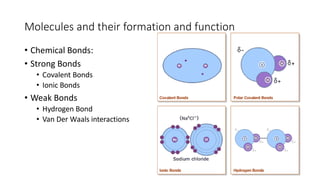 2 - Chemical Composition of the Cell - part 1 | PDF