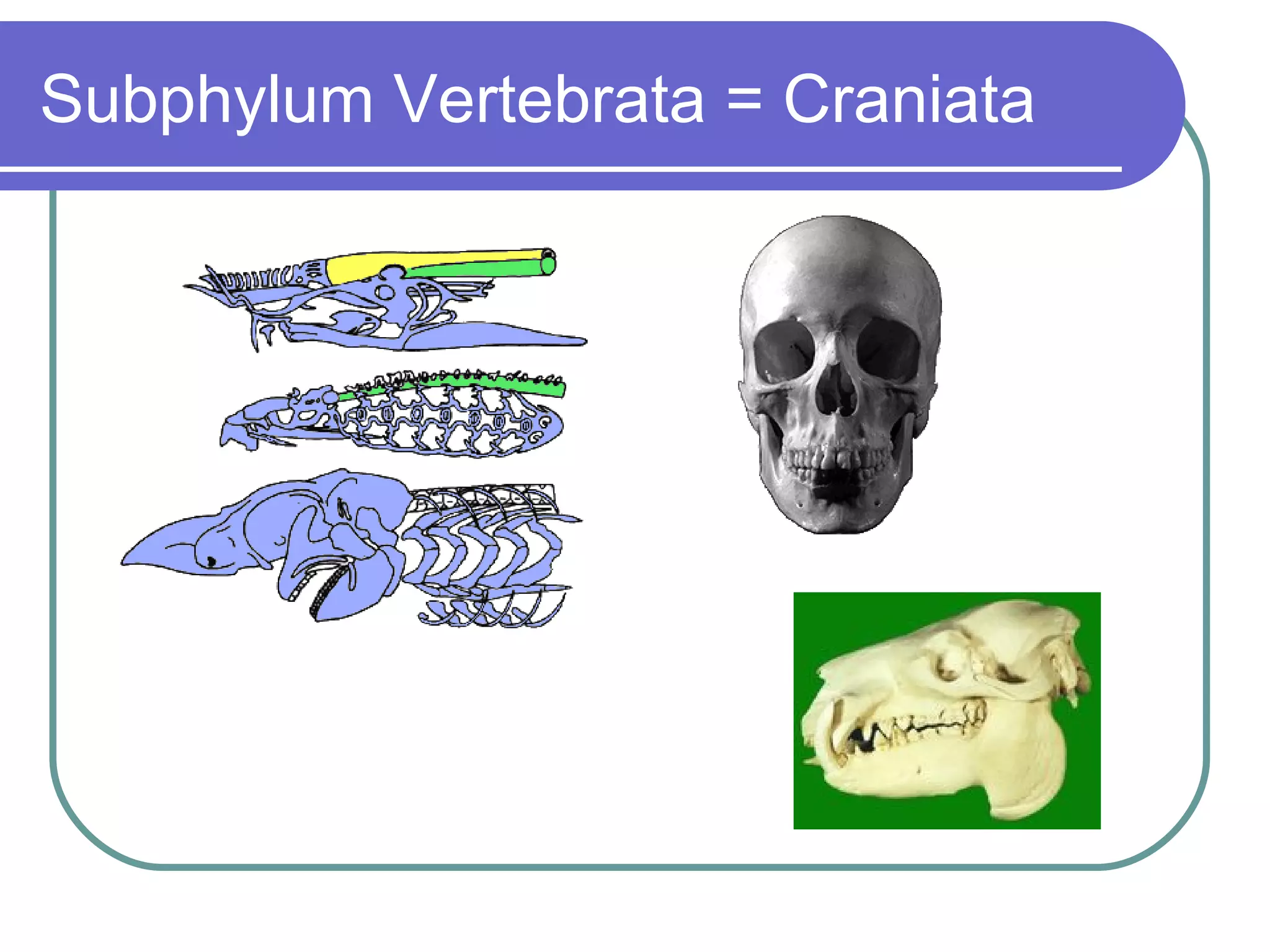 23. Chordates | PPT