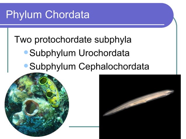 23. Chordates | PPT