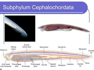 23. Chordates | PPT