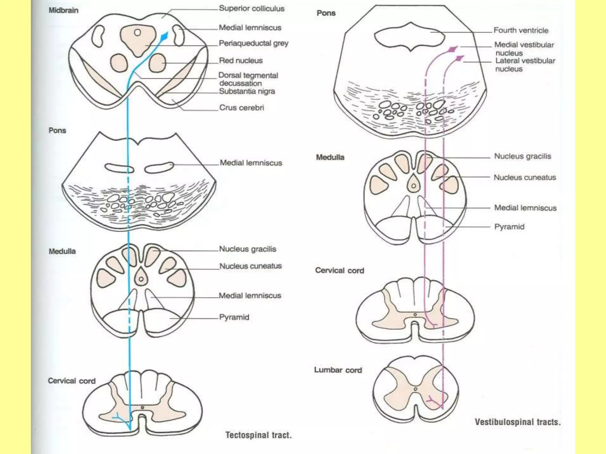 23-Descending tracts.ppt