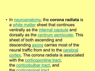 23-Descending tracts.ppt