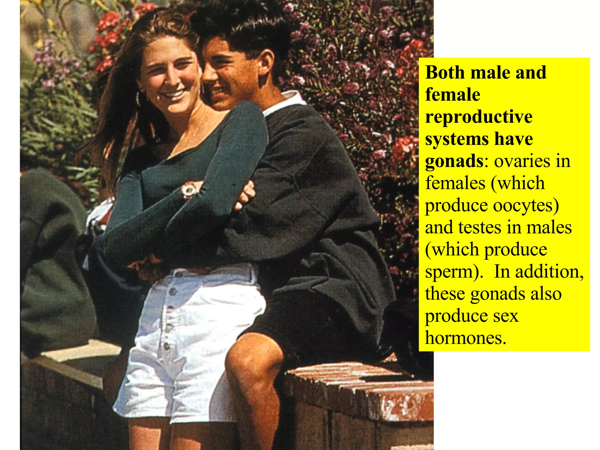 23 Female Reproductive System | PPT