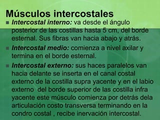 23 musculosdelacajatorcicacompleto | PPTX