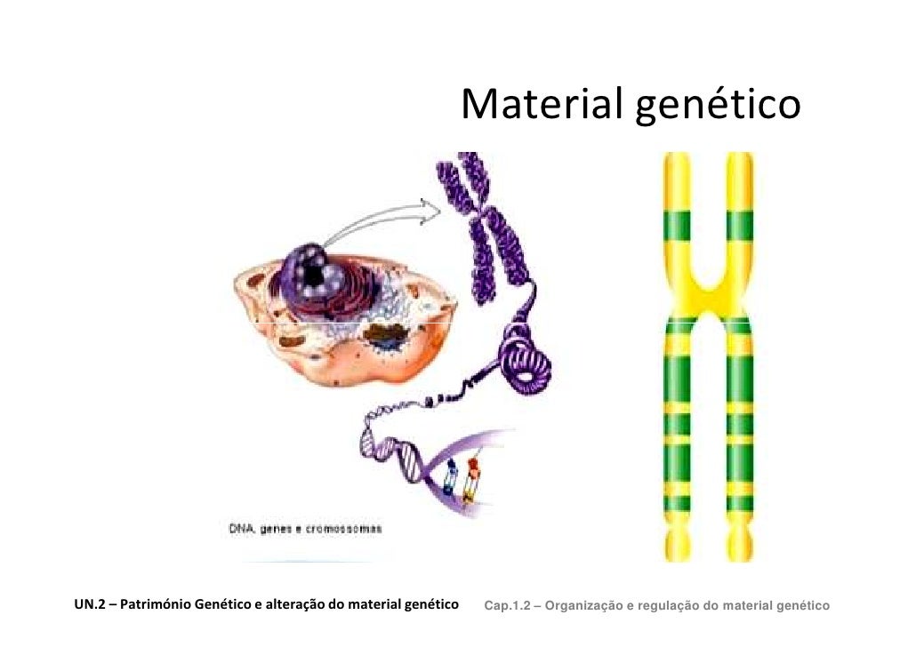 23 OrganizaçãO E RegulaçãO Da InformaçãO Genetica