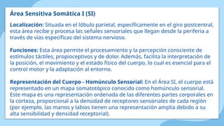 Percepcion Sensorial - presentation important | PPTX