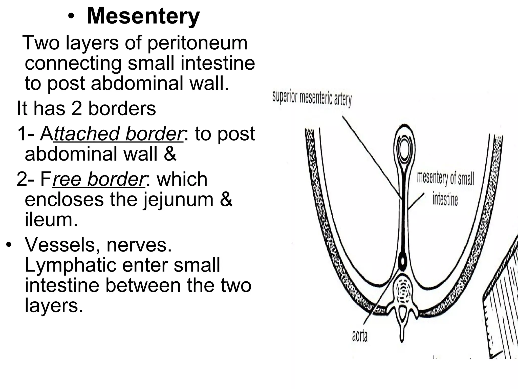 23 peritoneum | PPT