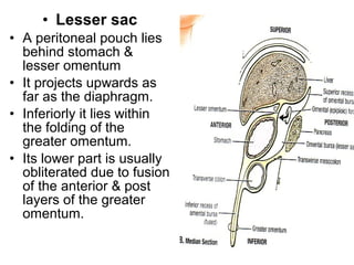 23 peritoneum | PPT