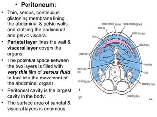 23 peritoneum | PPT