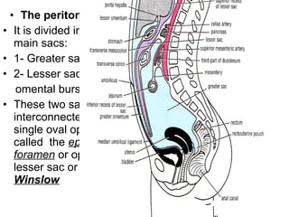 23 peritoneum | PPT