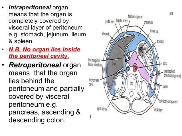 23 peritoneum