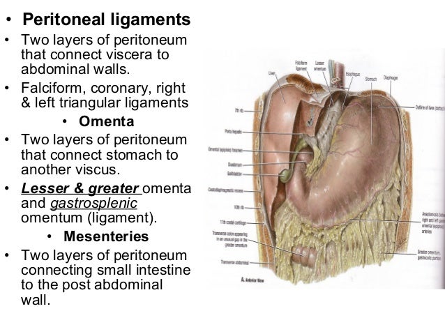 23 peritoneum