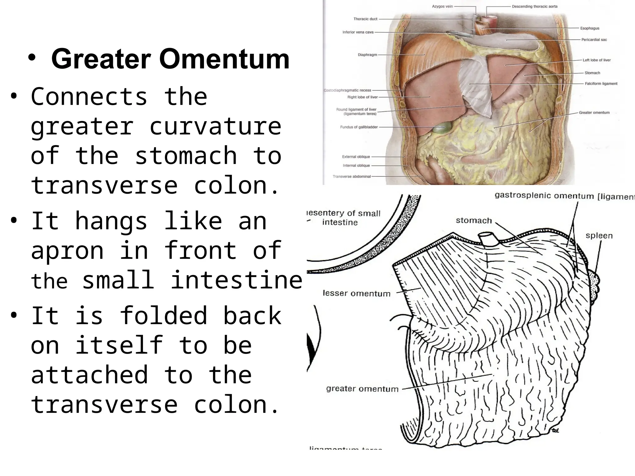 sistem digestive tentang organ peritoneum | PPT
