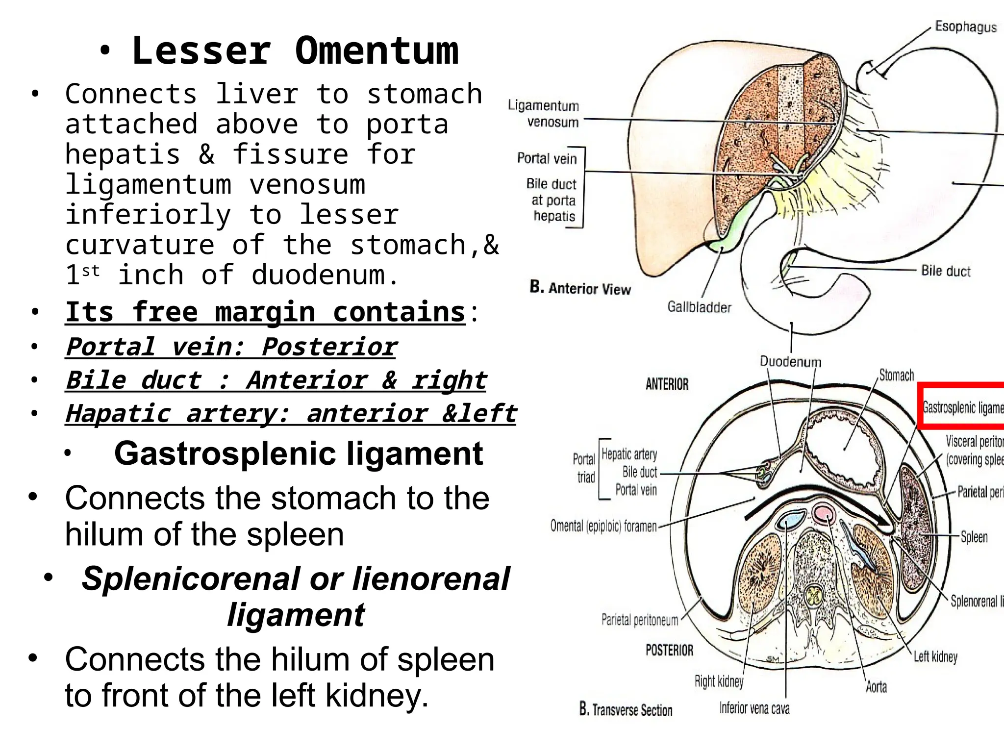 sistem digestive tentang organ peritoneum | PPT