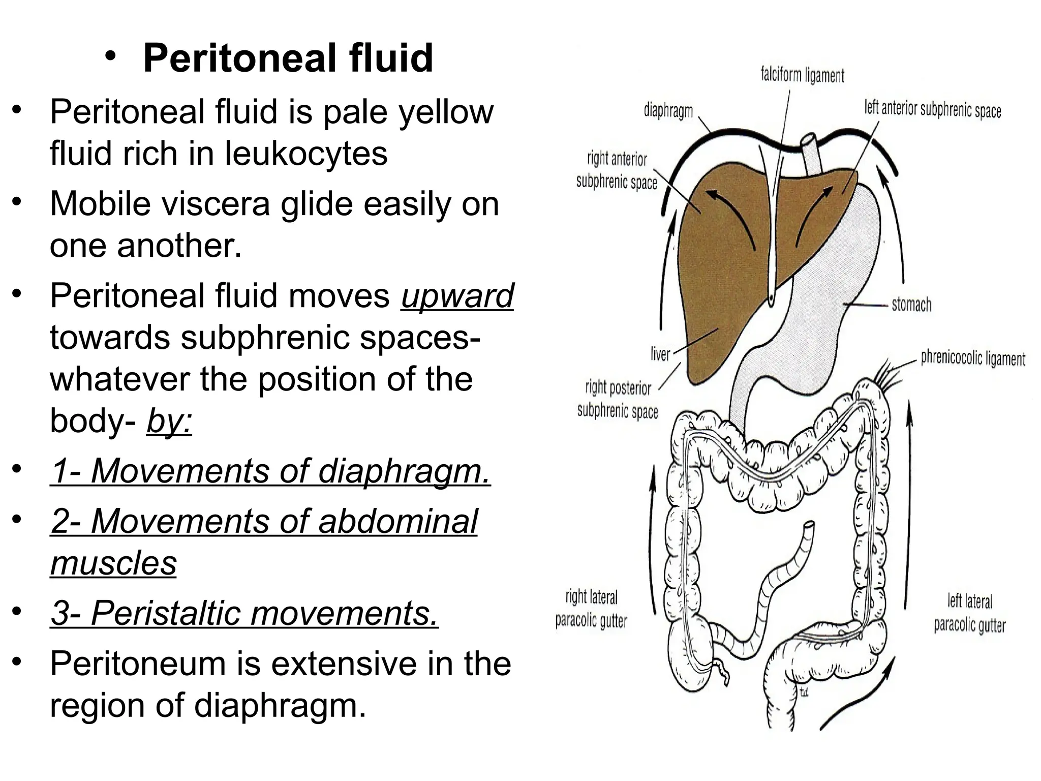sistem digestive tentang organ peritoneum | PPT