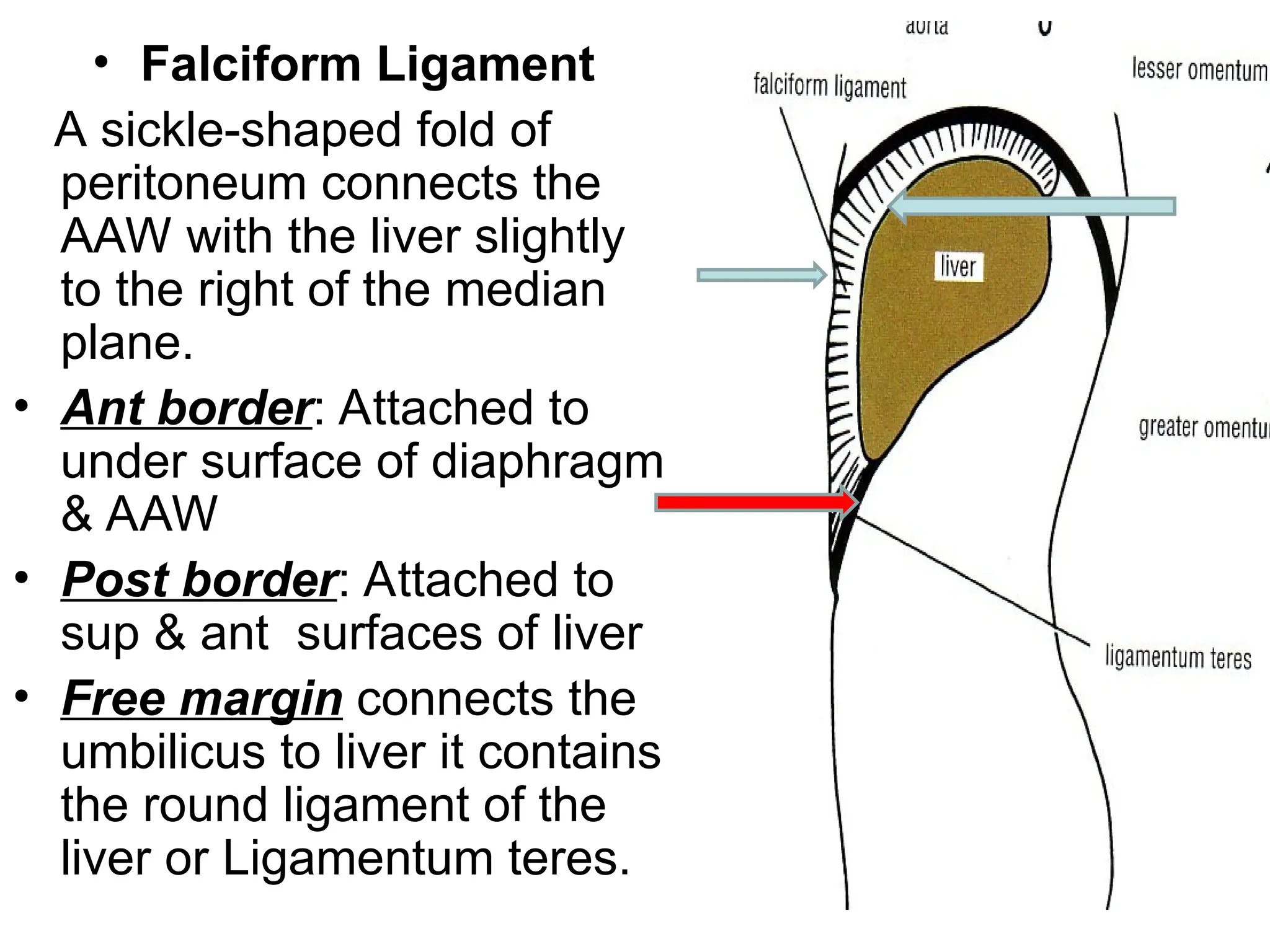sistem digestive tentang organ peritoneum | PPT